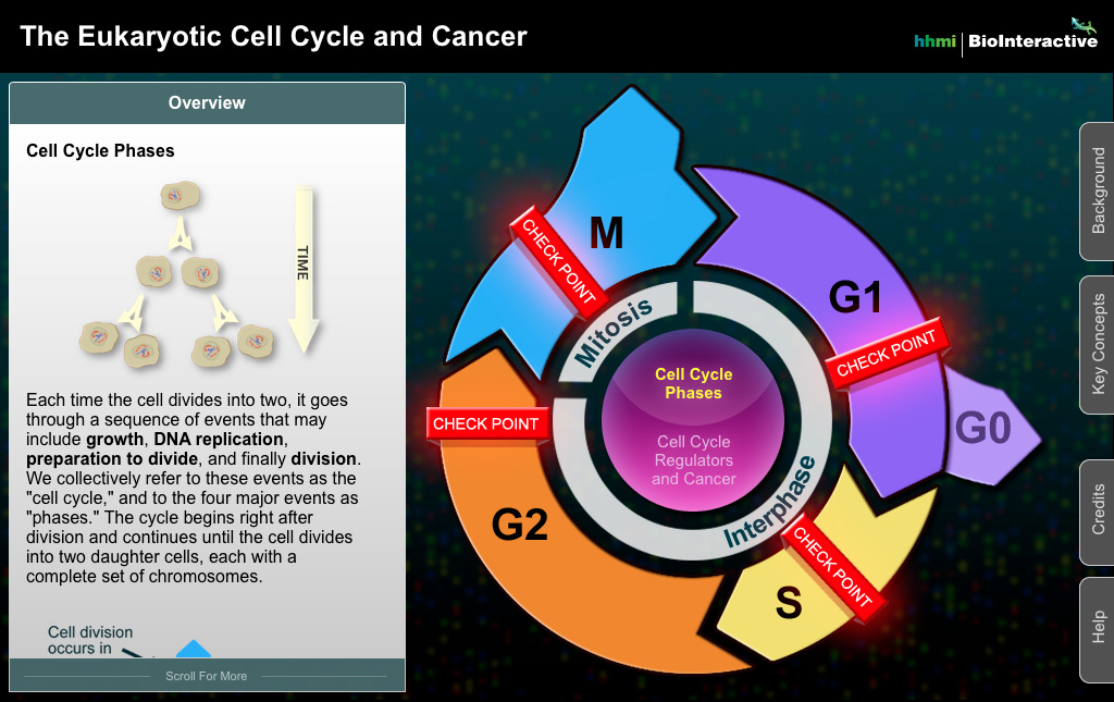 The Eukaryotic Cell Cycle And Cancer Astronaut 3 Media Group The Eukaryotic Cell Cycle And Cancer Astronaut 3 Media Group